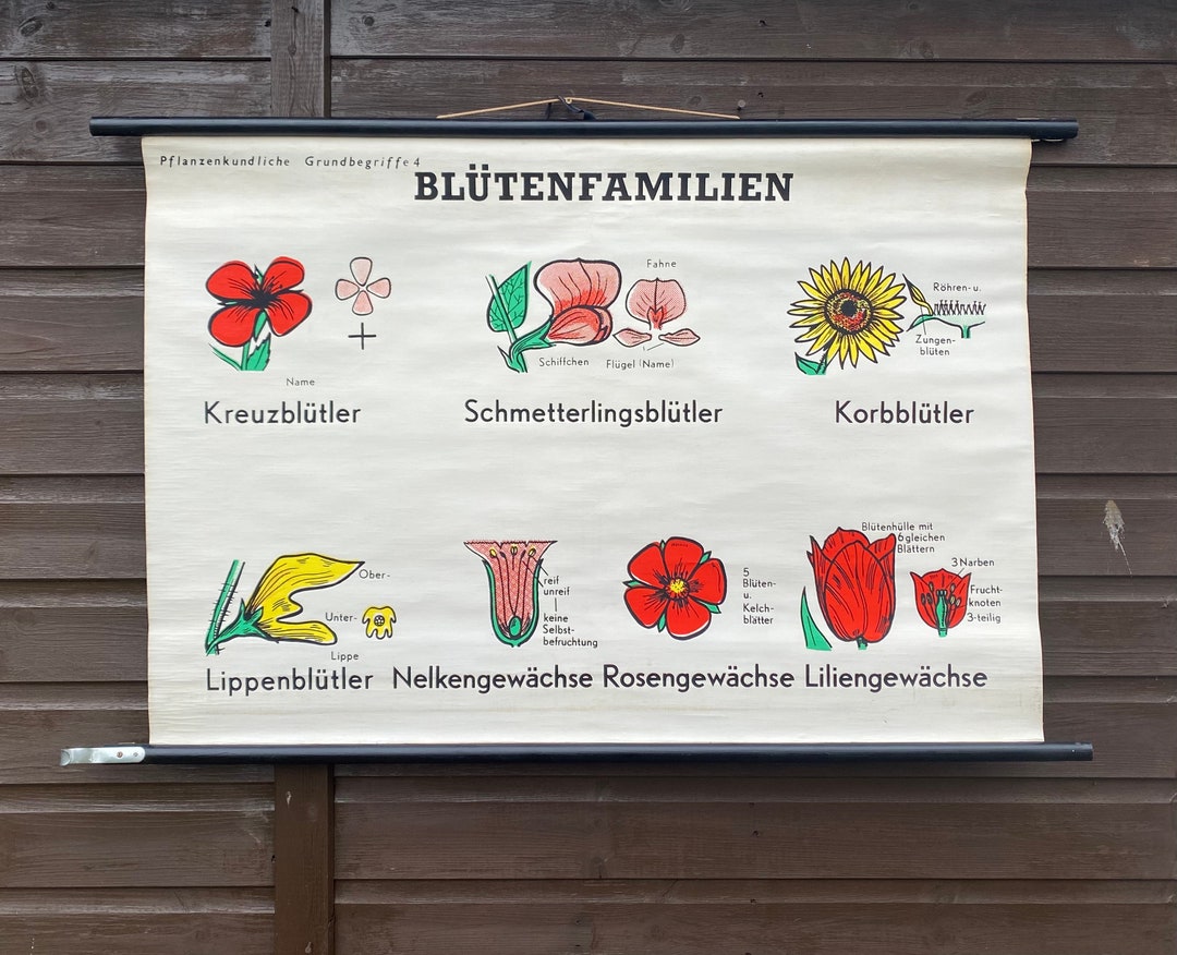 Vintage Botanical Roll Down School Chart of Flower Families Types - Etsy