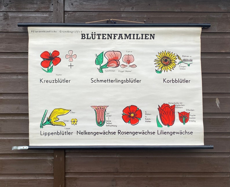 Vintage Botanical Roll Down School Chart of Flower Families Types - Etsy