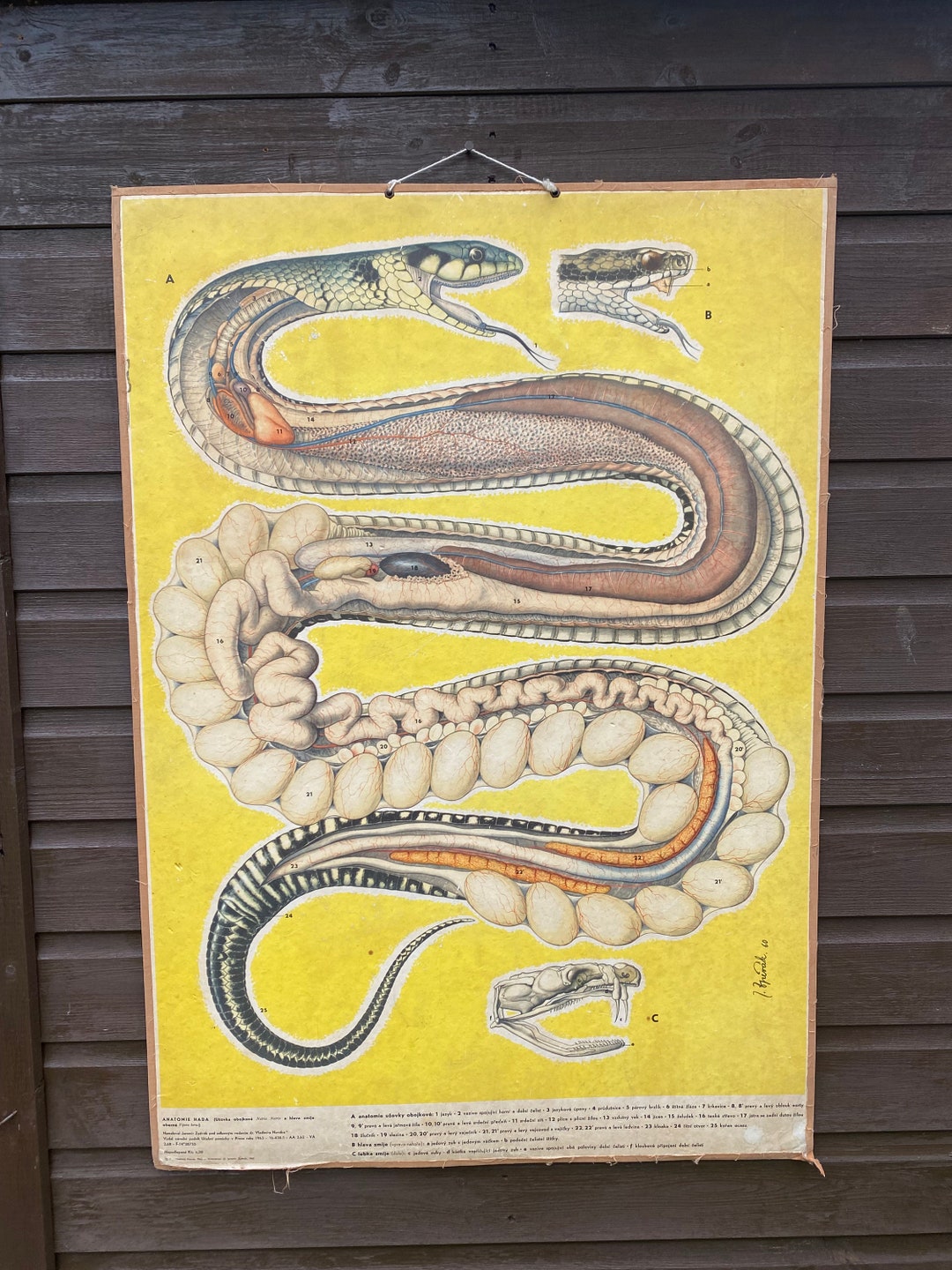 Vintage 1950s Old School Chart Poster of a Snake - Etsy