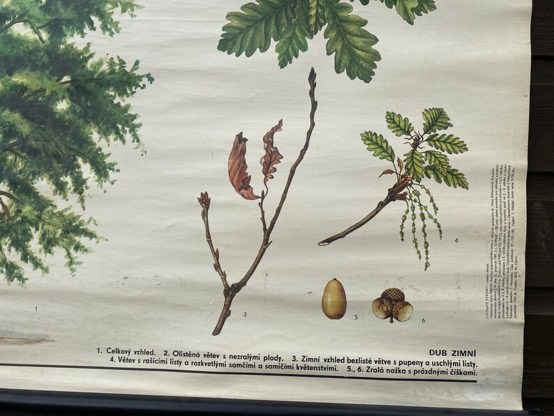 Vintage Botanical Roll Down School Chart of an Oak Tree - Etsy