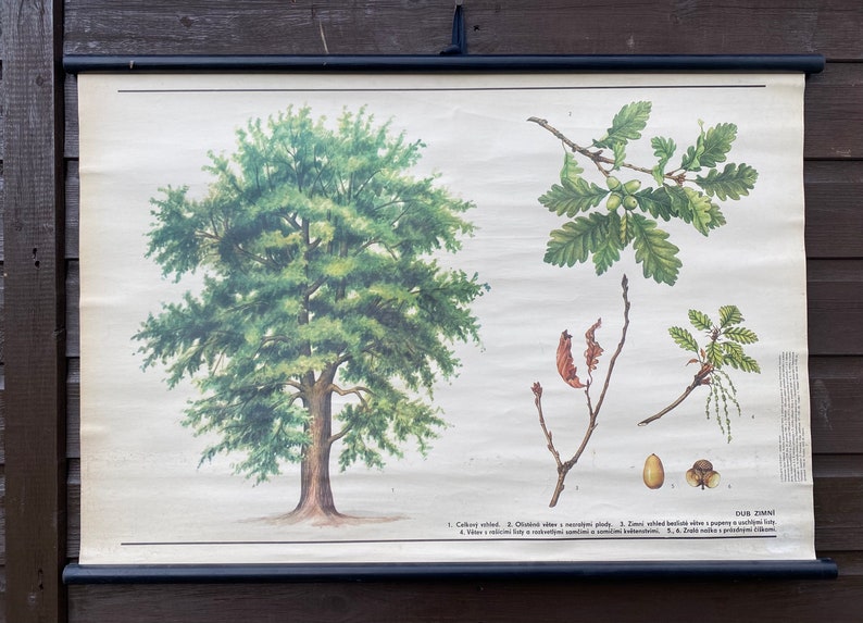 Vintage Botanical Roll Down School Chart of an Oak Tree - Etsy