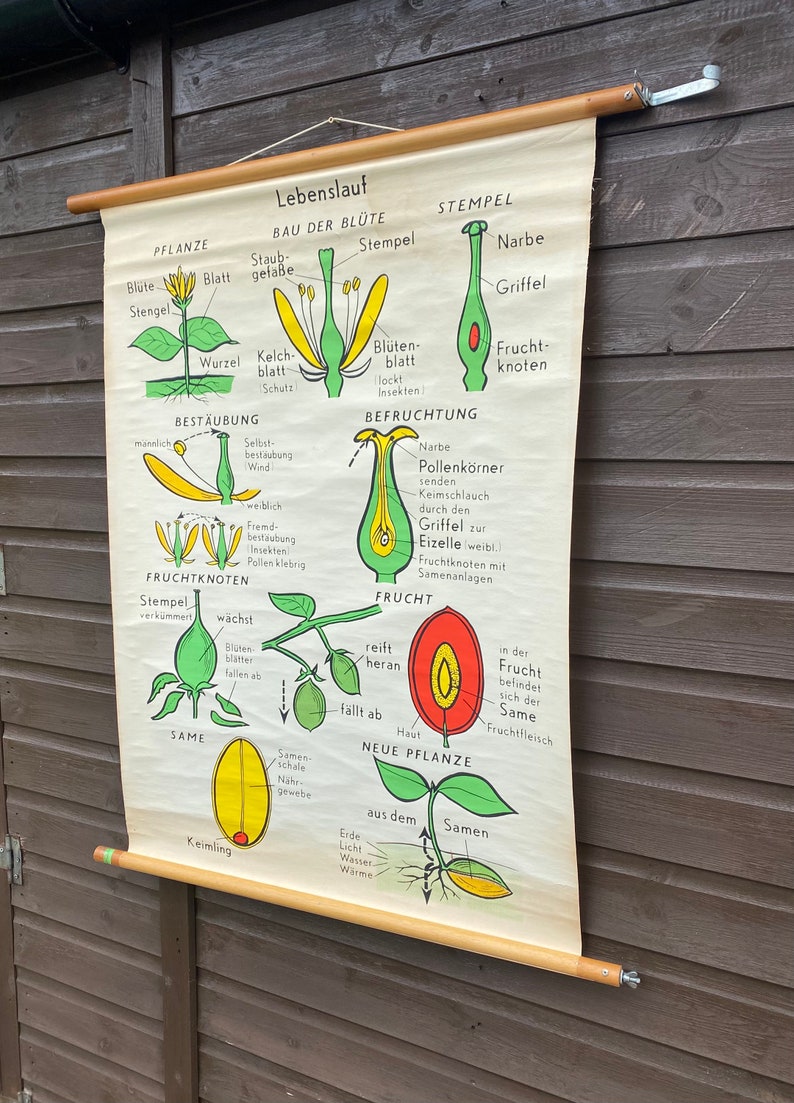 Vintage Botanical Roll Down School Chart of Flower Parts and Functions ...