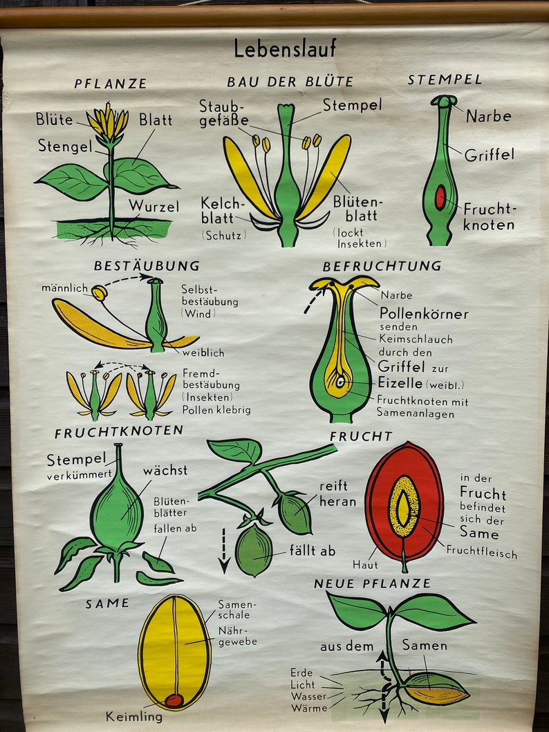 Vintage Botanical Roll Down School Chart of Flower Parts and Functions ...