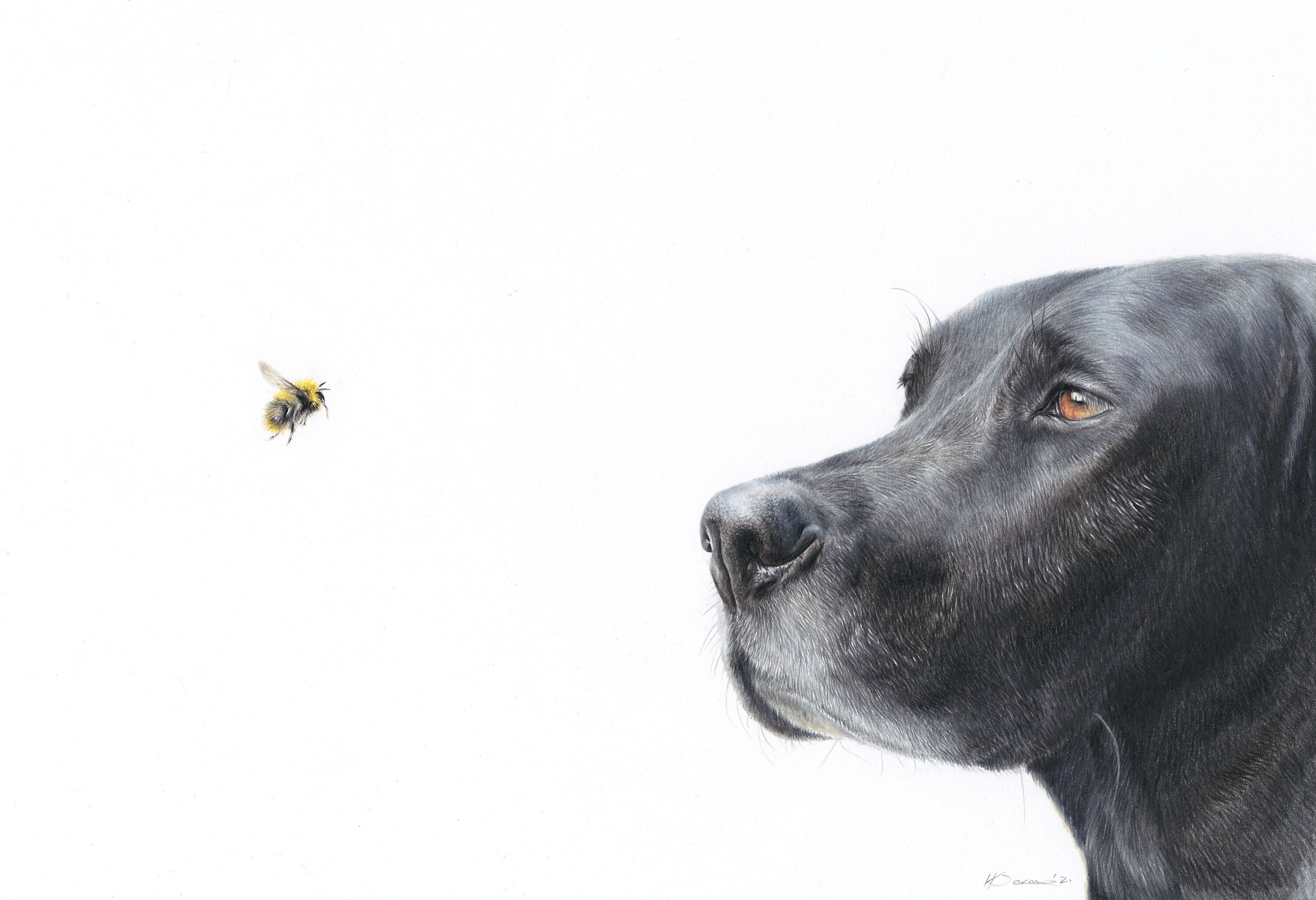 Lab and Bee Labrador Drawing Fine Art Giclee Print Framed in - Etsy