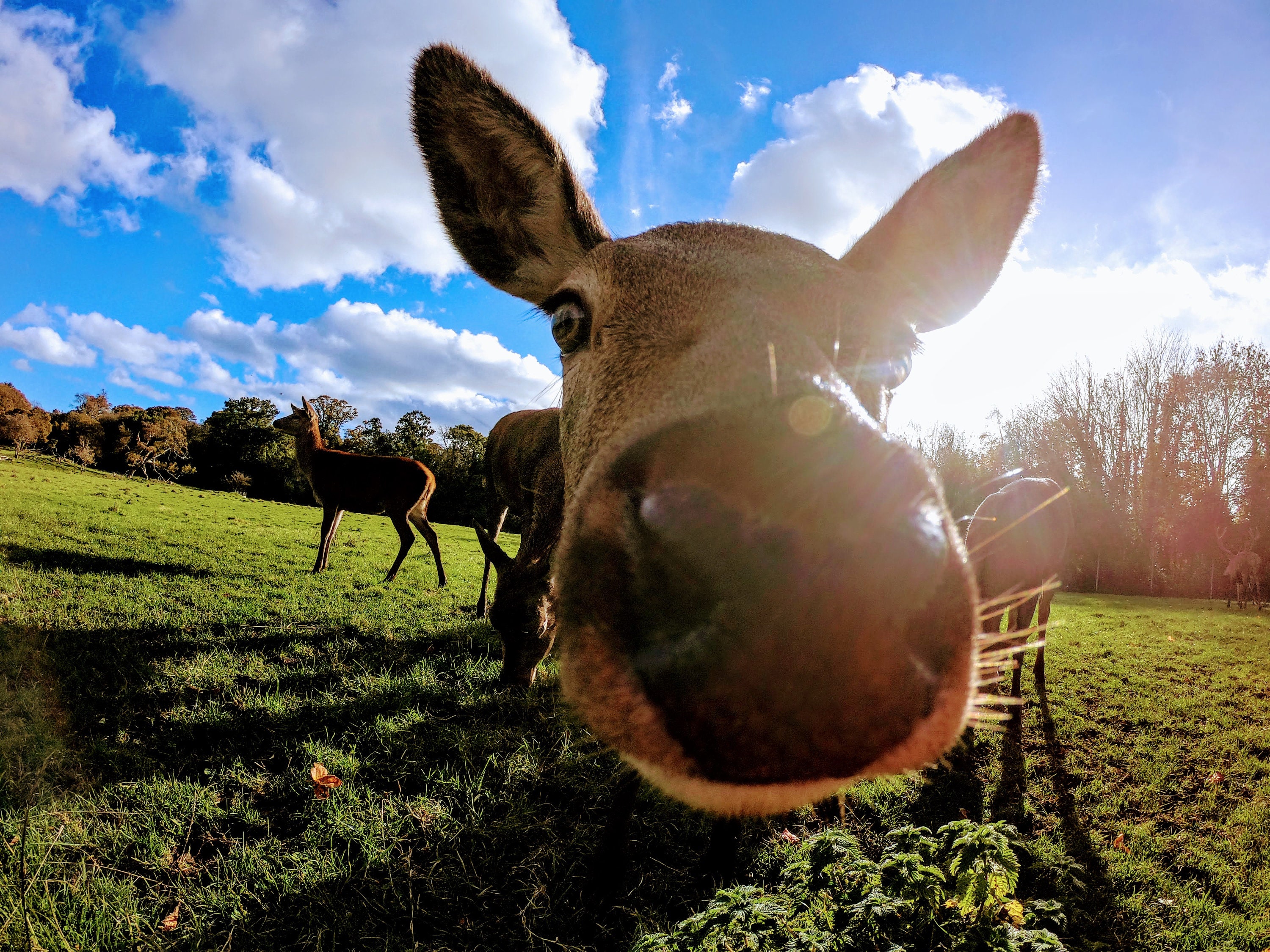 Irish Red Deer, Digital Print, Wildlife Photography, Ireland Landscape ...