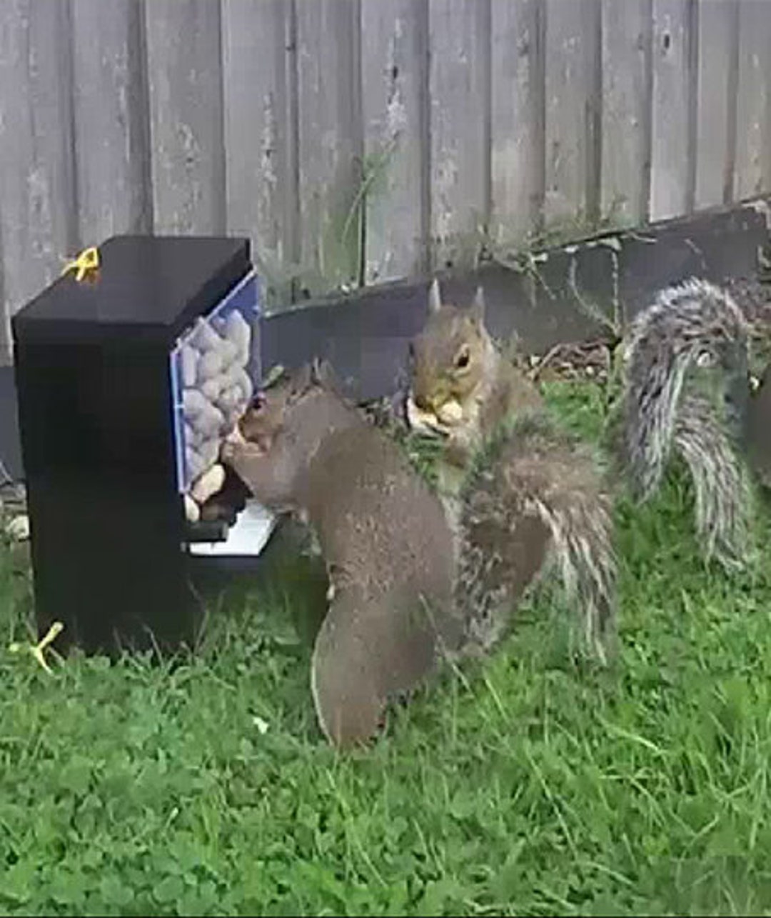 Piano Squirrel Feeder - Etsy