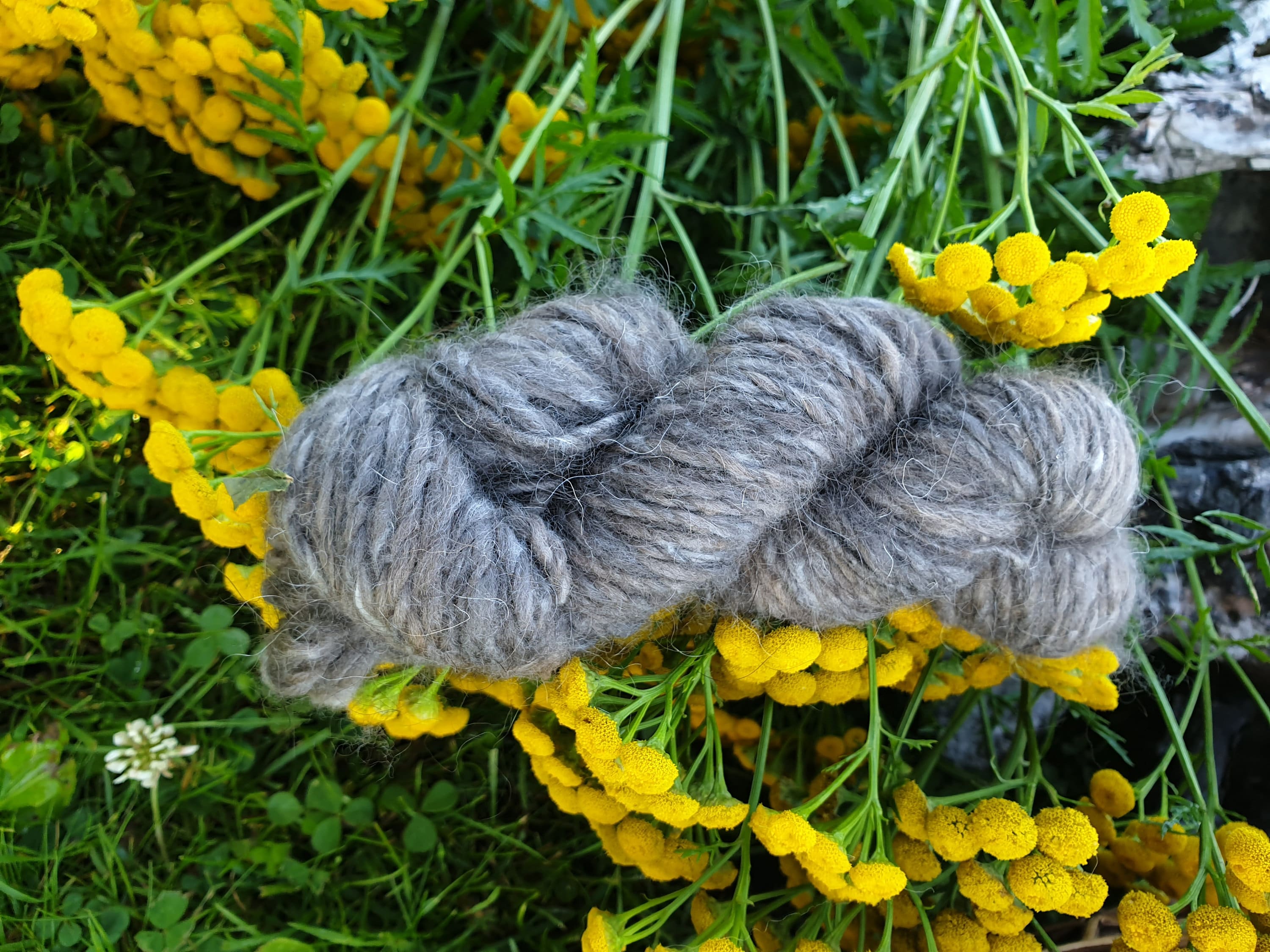 100% Natural Yarn of Musk Ox Fiber, Country-style Yarn. Qiviut Not ...