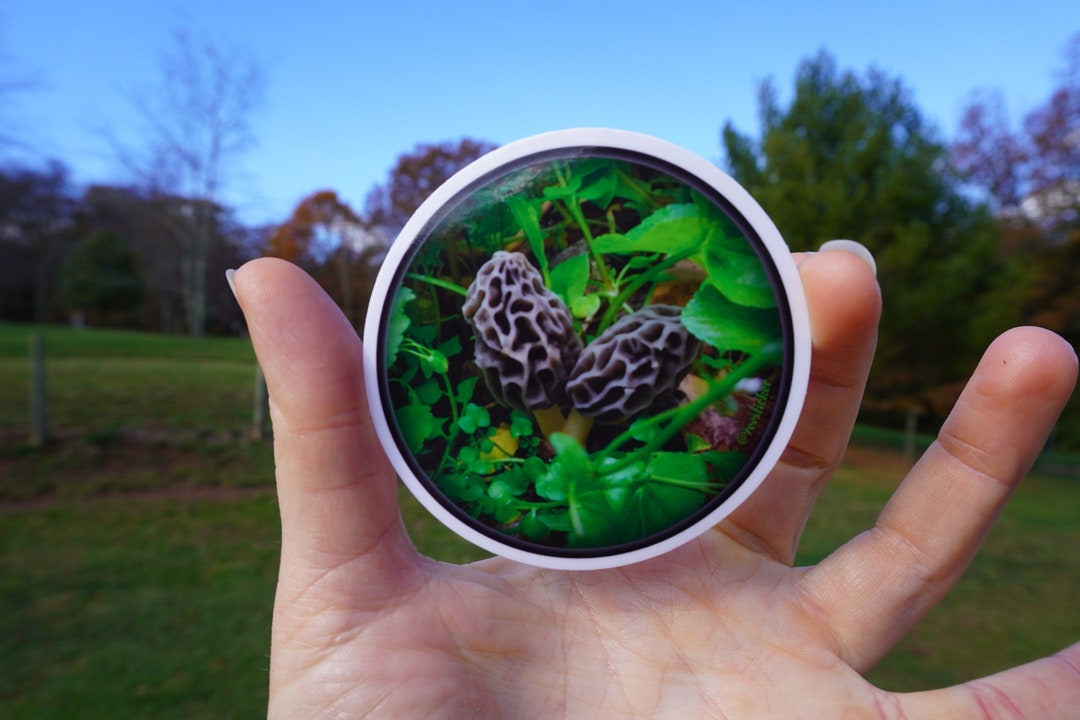 Morel Sticker - Etsy