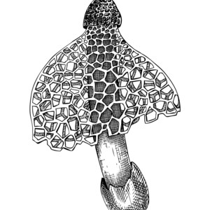 Printable Mushroom Coloring Pages Over 100 Designs Instant Download PDF ...