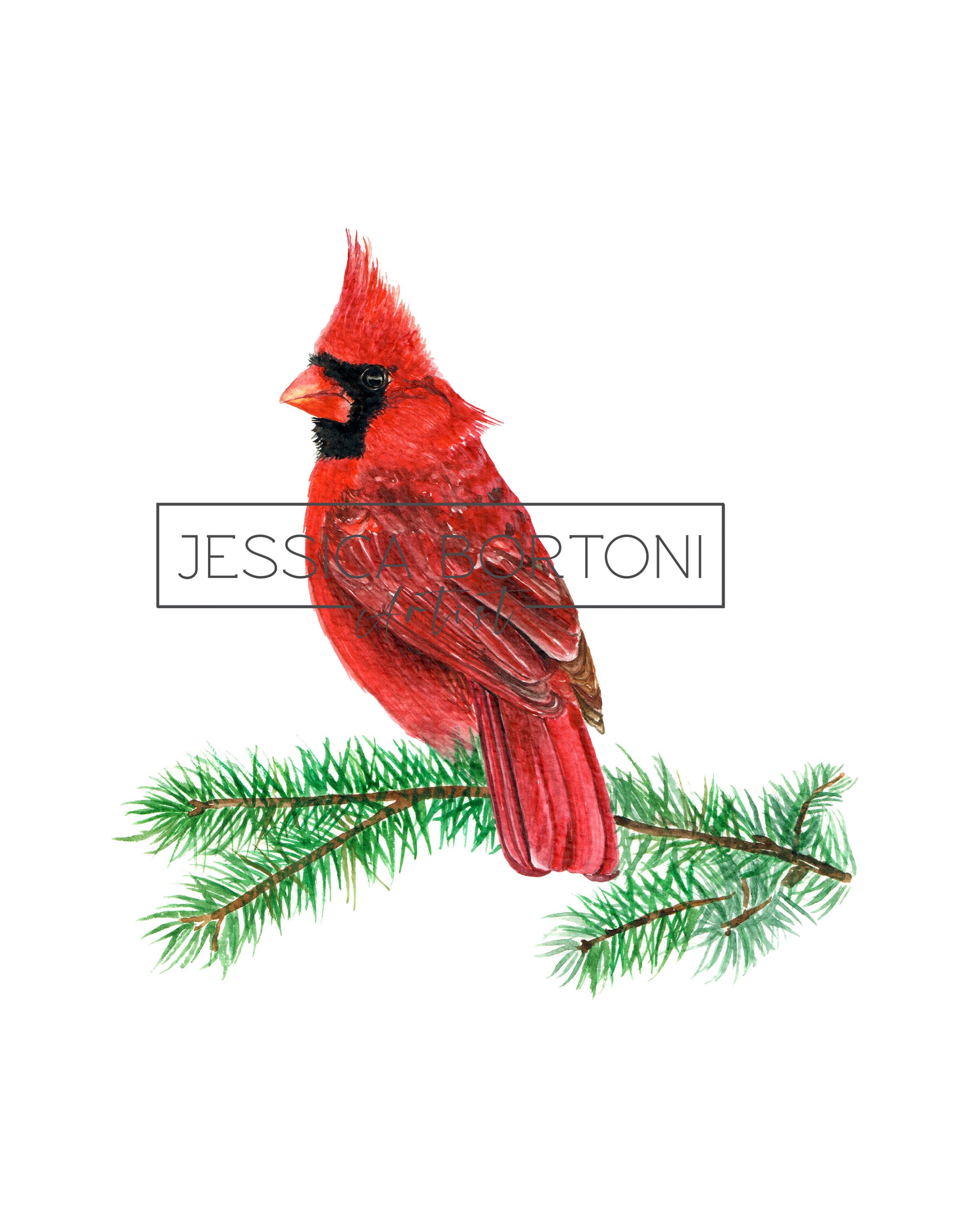 Red Cardinal on Pine - Watercolor Print of a Red Cardinal on a Pine ...