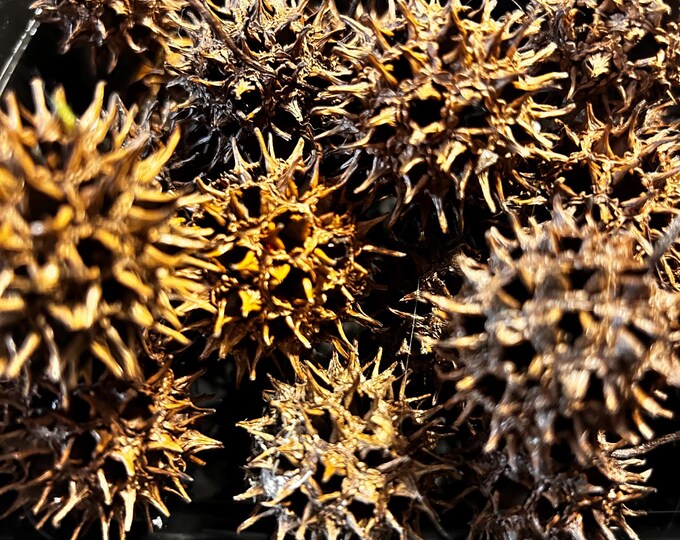 Sweet Gum Seed Pods: Witches Burr, Protection Talisman, Craft Supply - Etsy