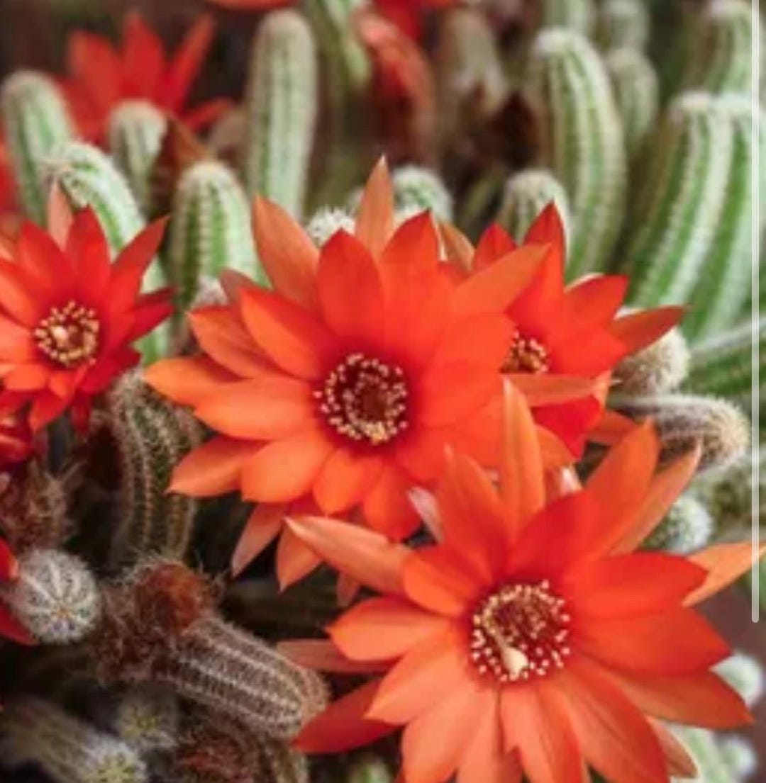 Flowering Peanut Cactus, Chamaecereus, Dragon Fruit, Spider Plant. Trio ...