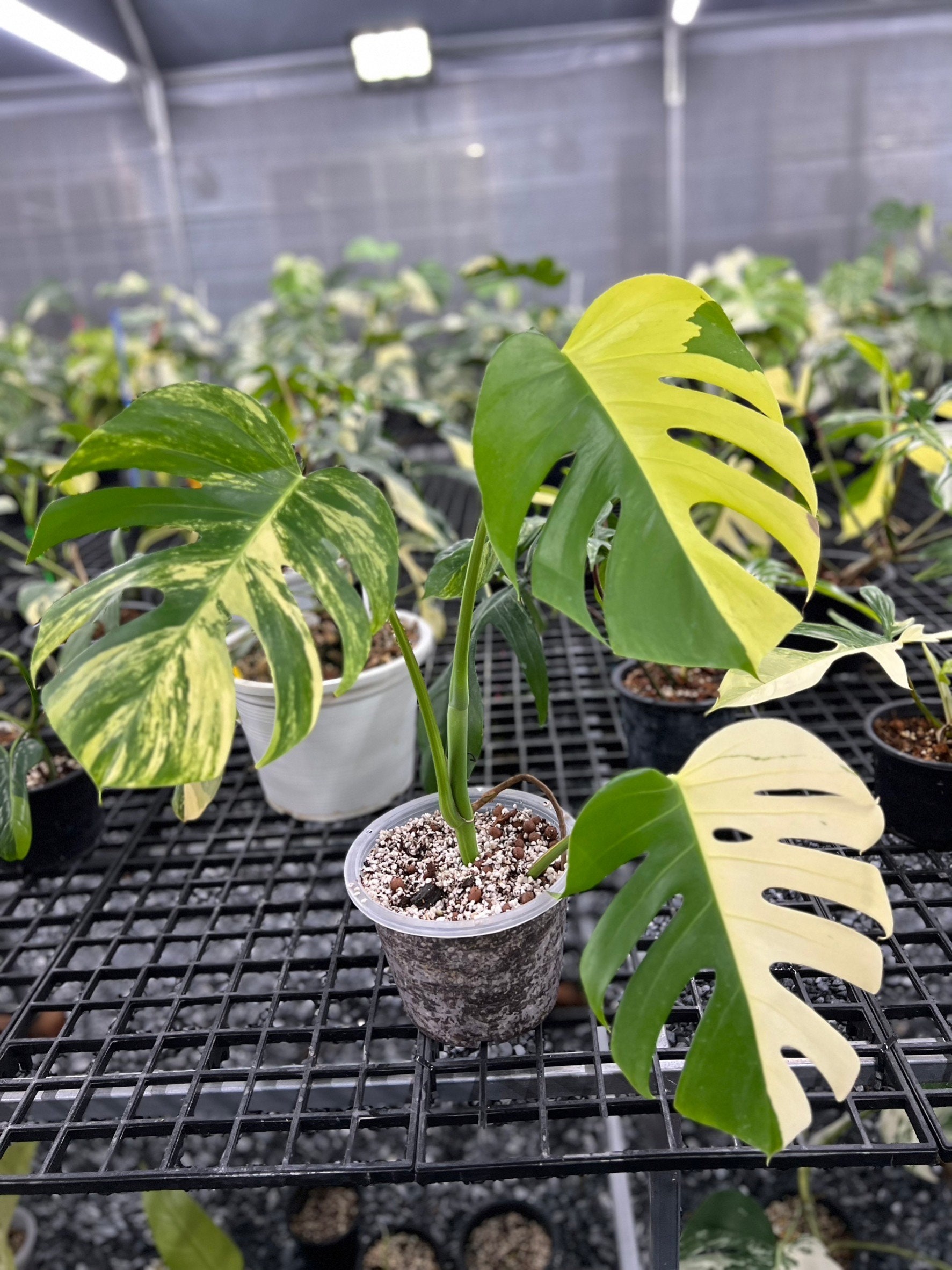 10x Monstera Aurea Variegated Full Plants Wholesale - Etsy