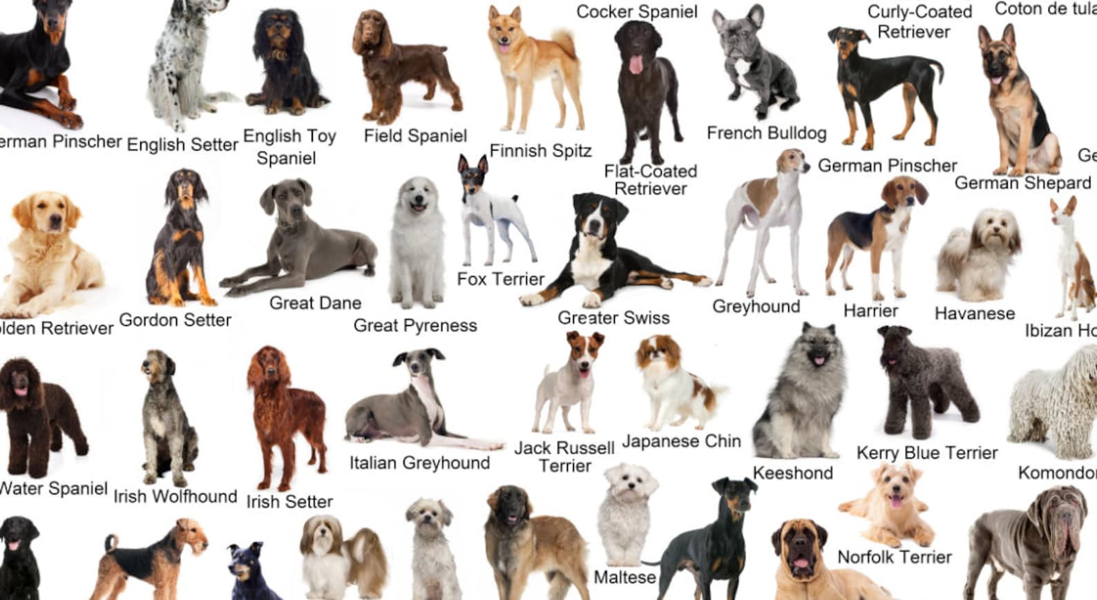 Types of Dog Breeds for Dog Lovers and Veterinarians Framed - Etsy UK