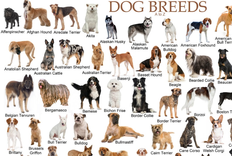 Types of Dog Breeds for Dog Lovers and Veterinarians Poster - Etsy