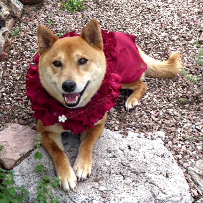 Doggie Couture - Etsy