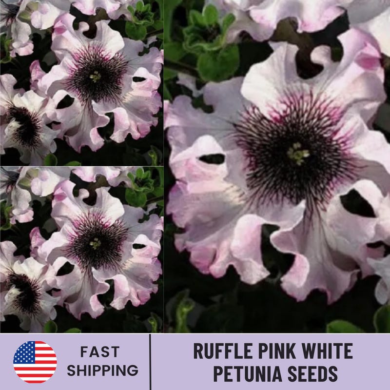 Petunia Flower - Etsy