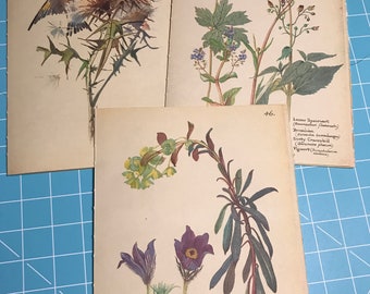 Beautiful Vintage Book Pages Edith Holden Country Diary of - Etsy