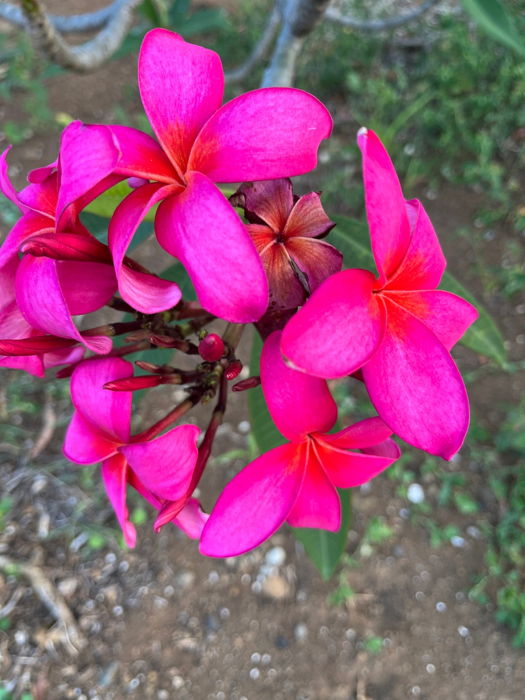 Hot Pink Plumeria Cutting Fragrant Hawaiian Frangipani Plant (12-14 ...
