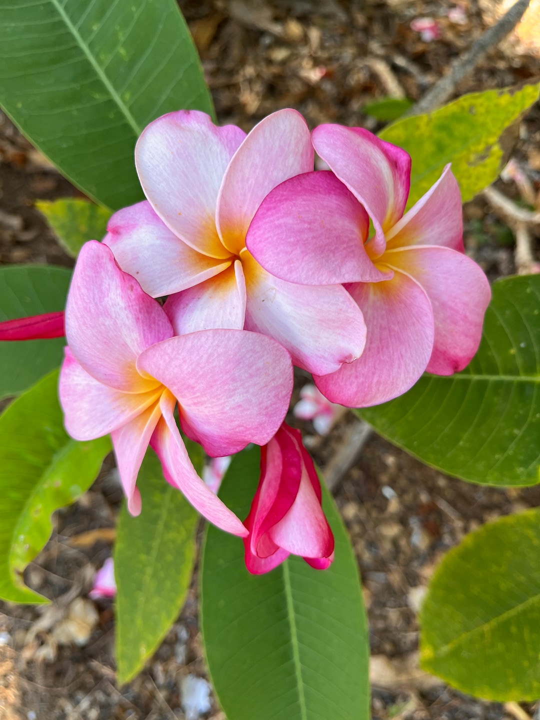 Fresh Plumeria Healthy Cutting Hawaiian Frangipani PINK ROSE Unrooted ...