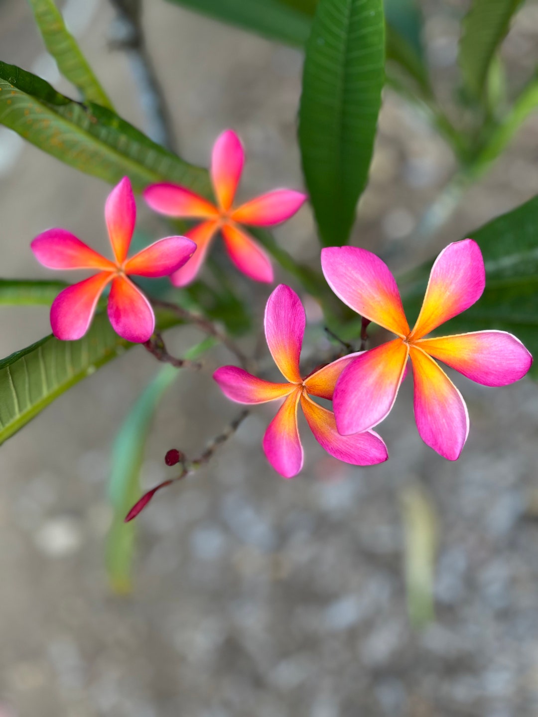 Hawaiian Frangipani Plumeria KANEOHE SUNBURST Unrooted Cutting 10-12 in ...