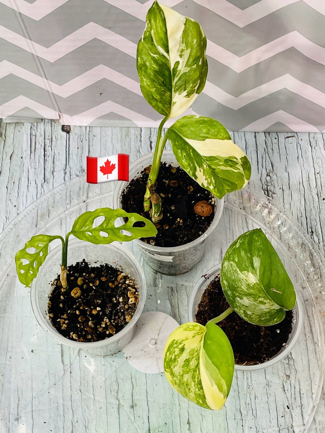 Trio Combo Monstera Lechleriana, Variegated Jade Satin Scindapsus and M ...