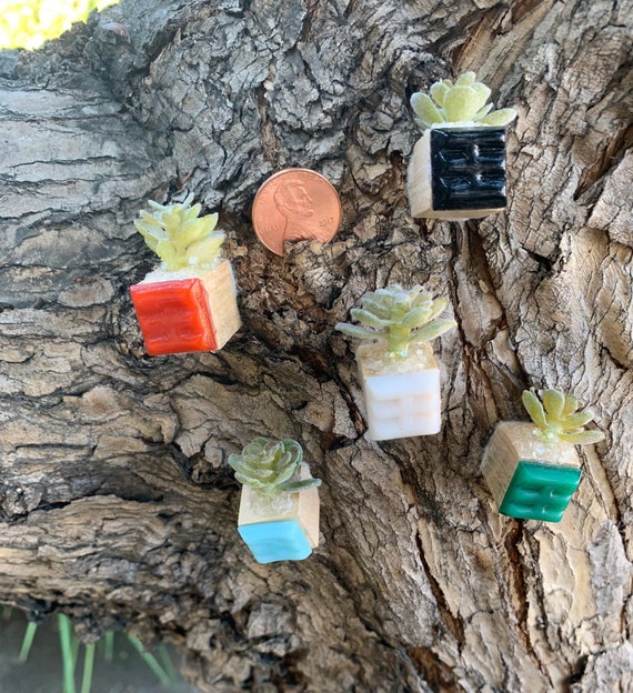 Succulent Push Pins Miniature Succulents Plant Tacks | Etsy