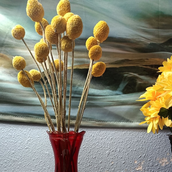 Dried Billy Balls - Etsy