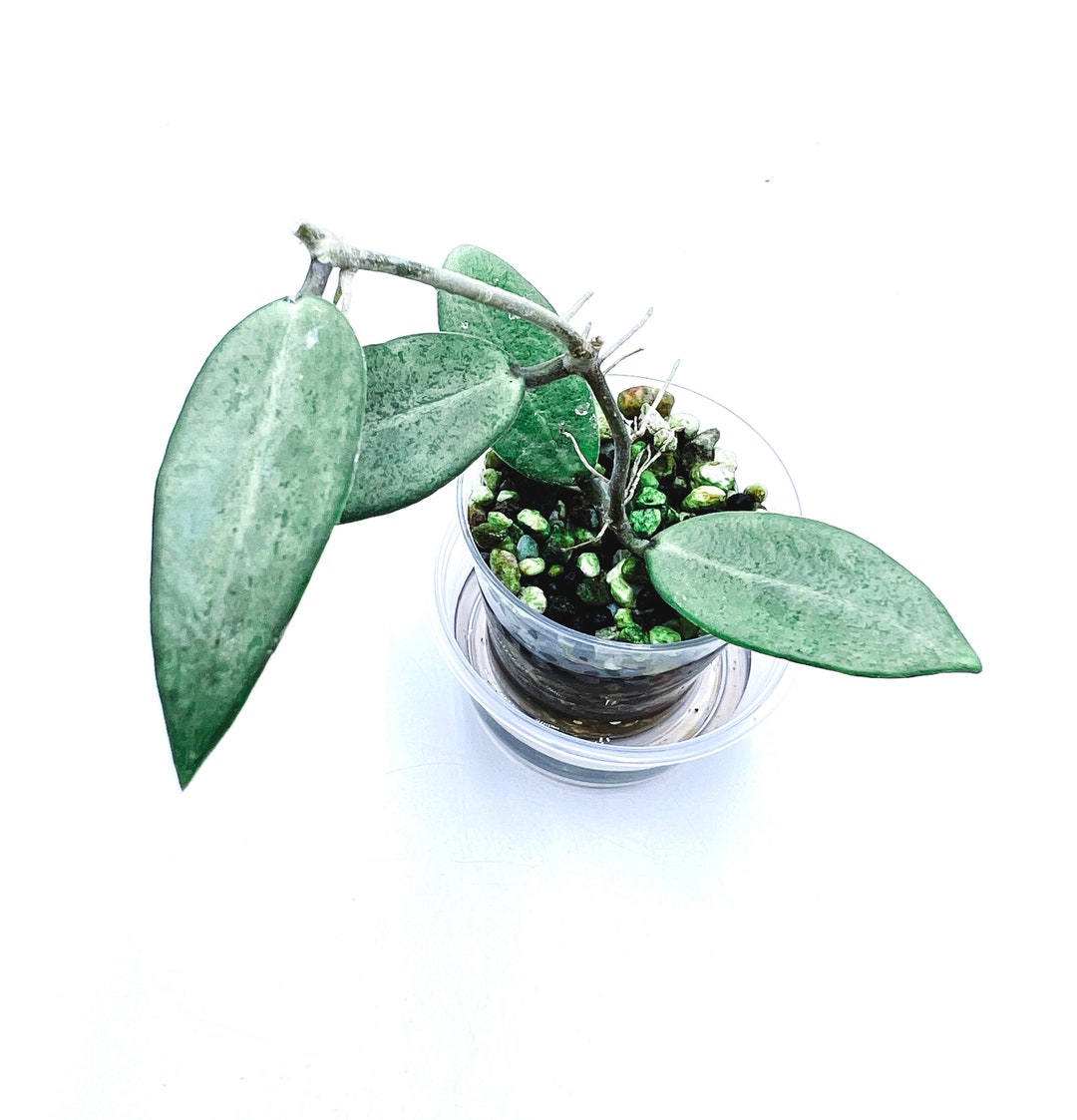 Hoya Silver Lady - Etsy