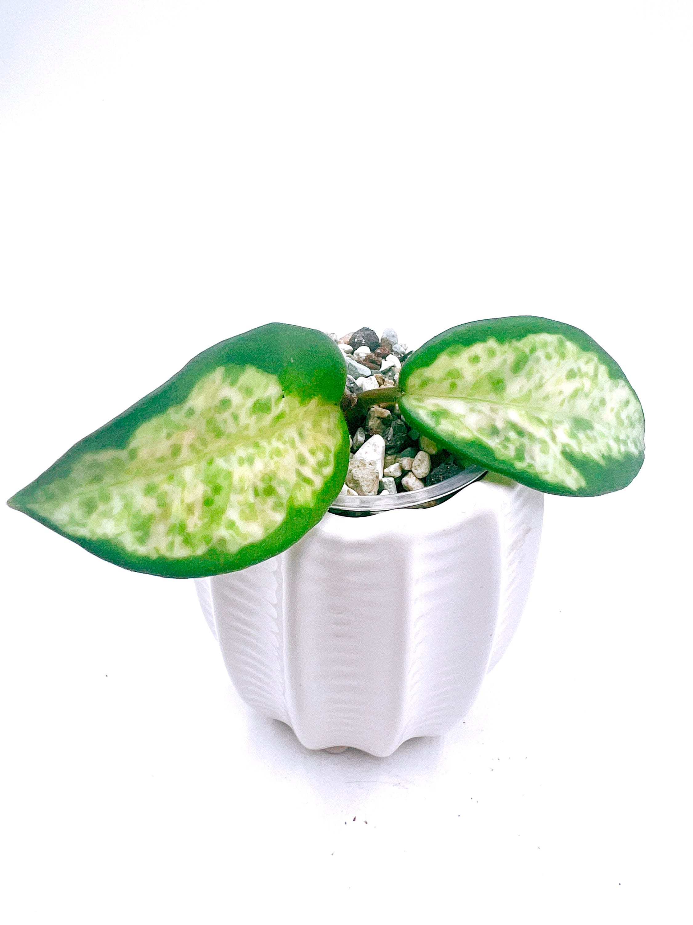 H. Carnosa Madara Green Edge - Etsy