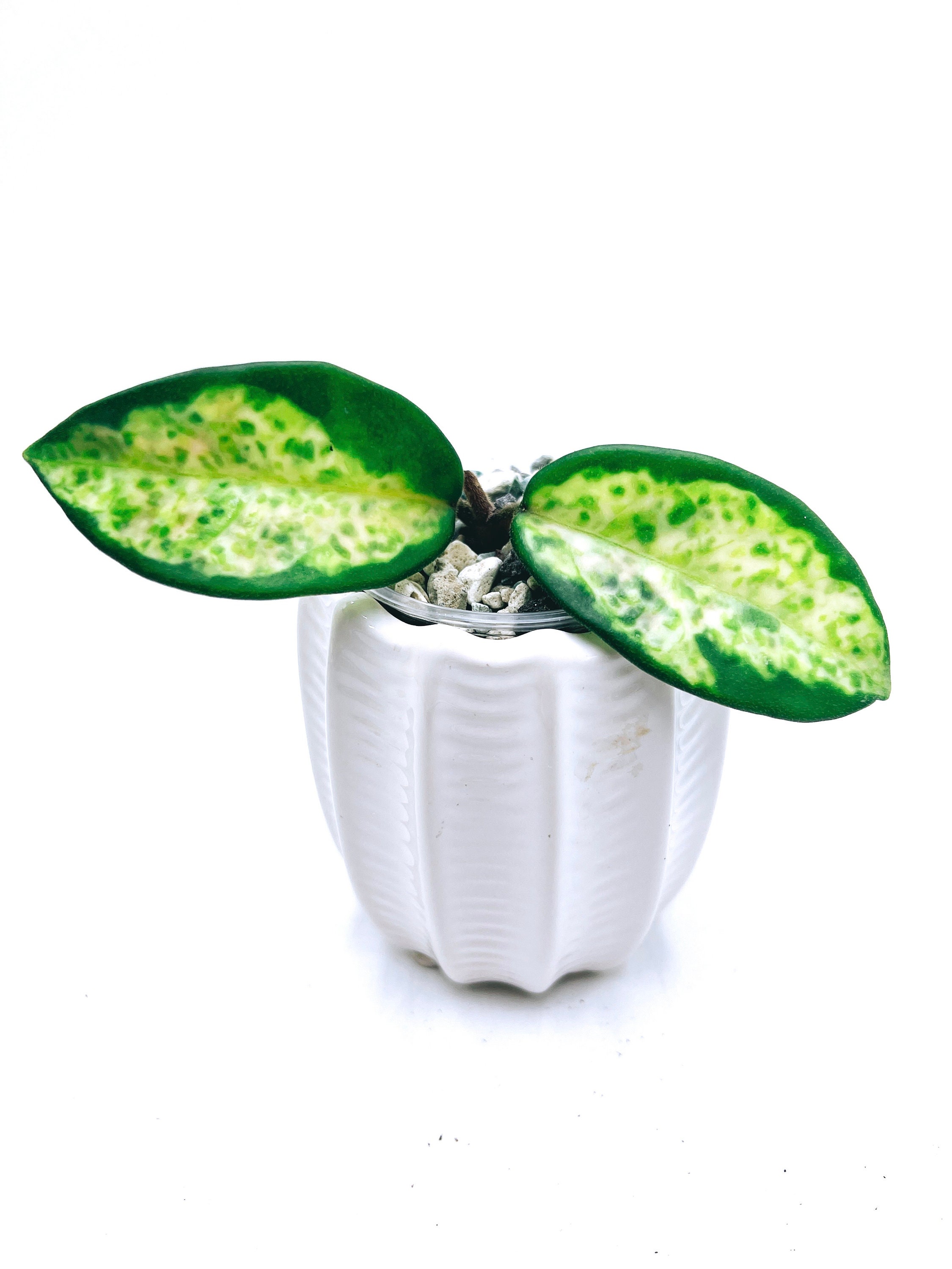 H. Carnosa Madara Green Edge - Etsy