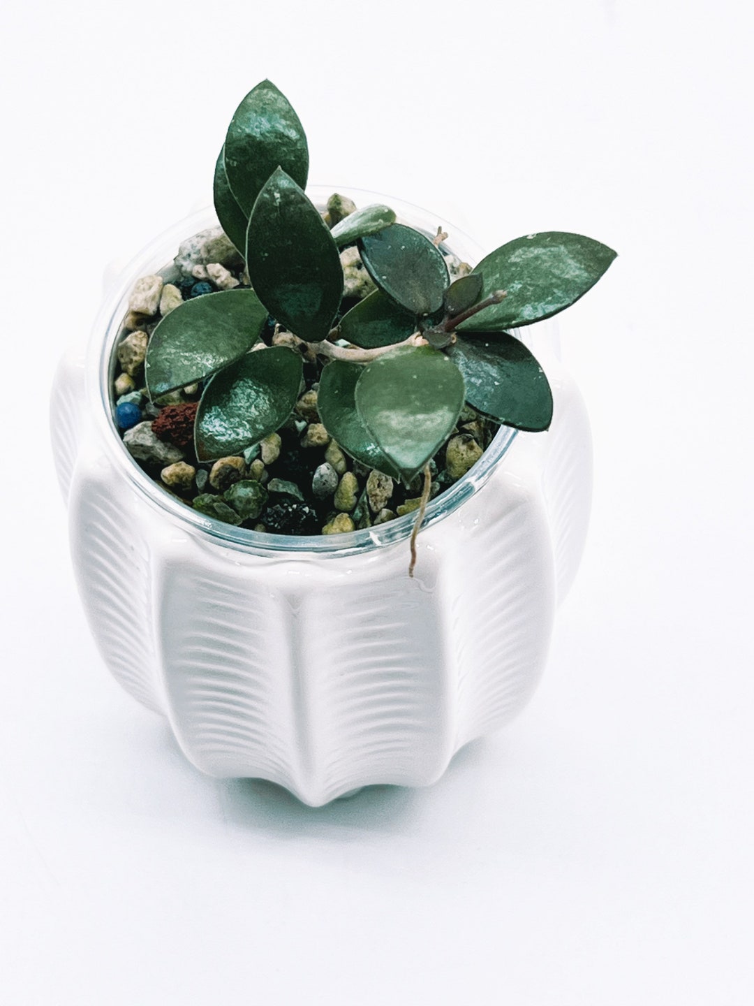 Hoya Sp Kalimantan Mini Coin - Etsy