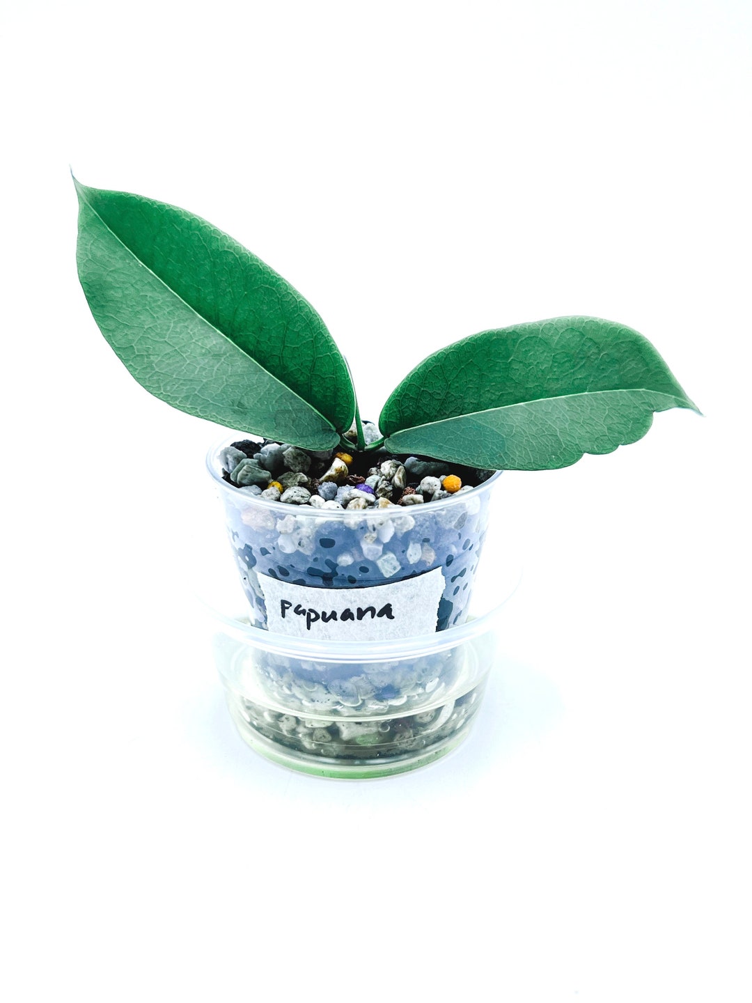 RARE: H. Papuana - Etsy