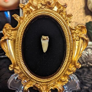 Teeth - Etsy