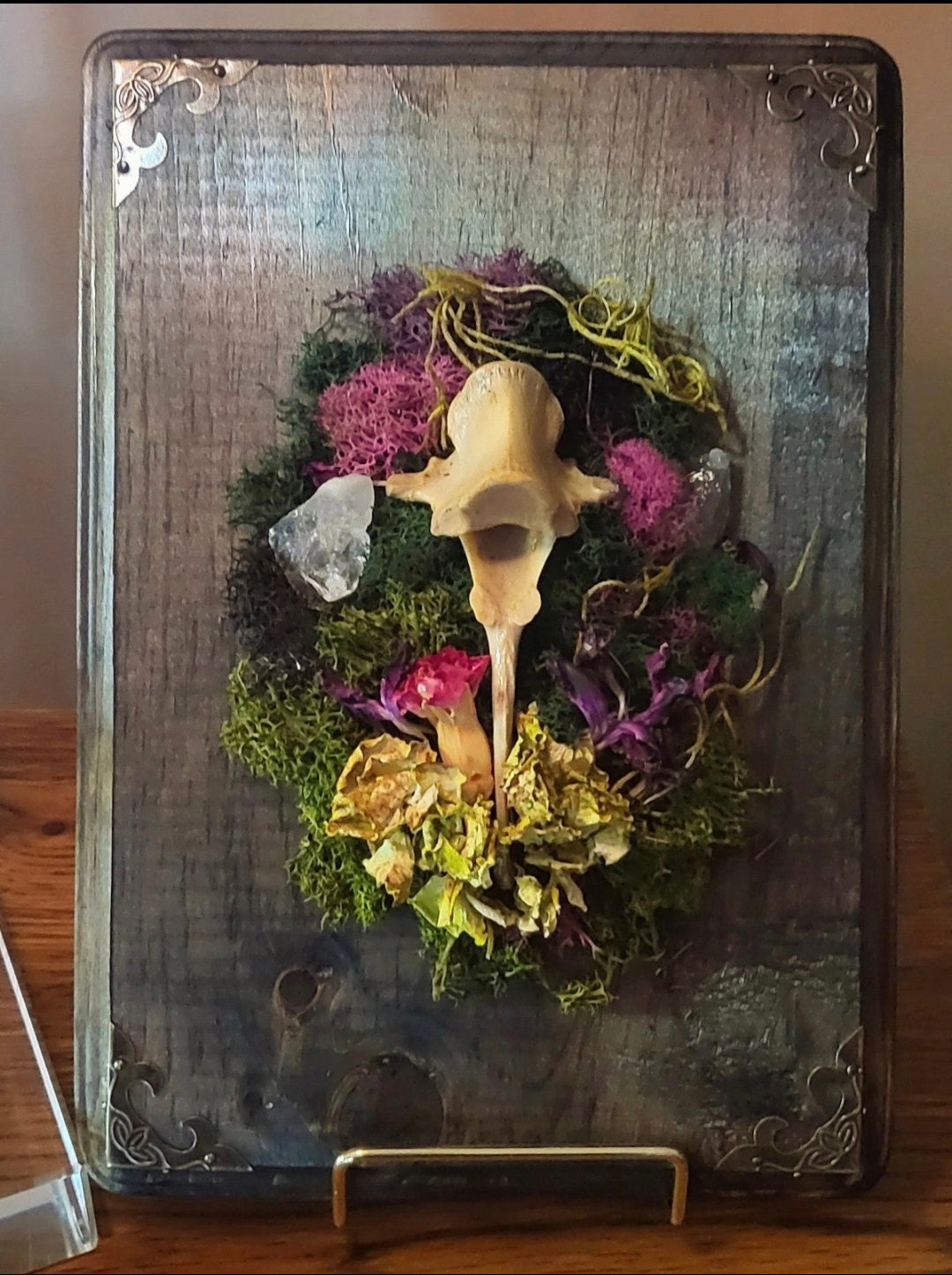 Deer Vertebrae - Etsy