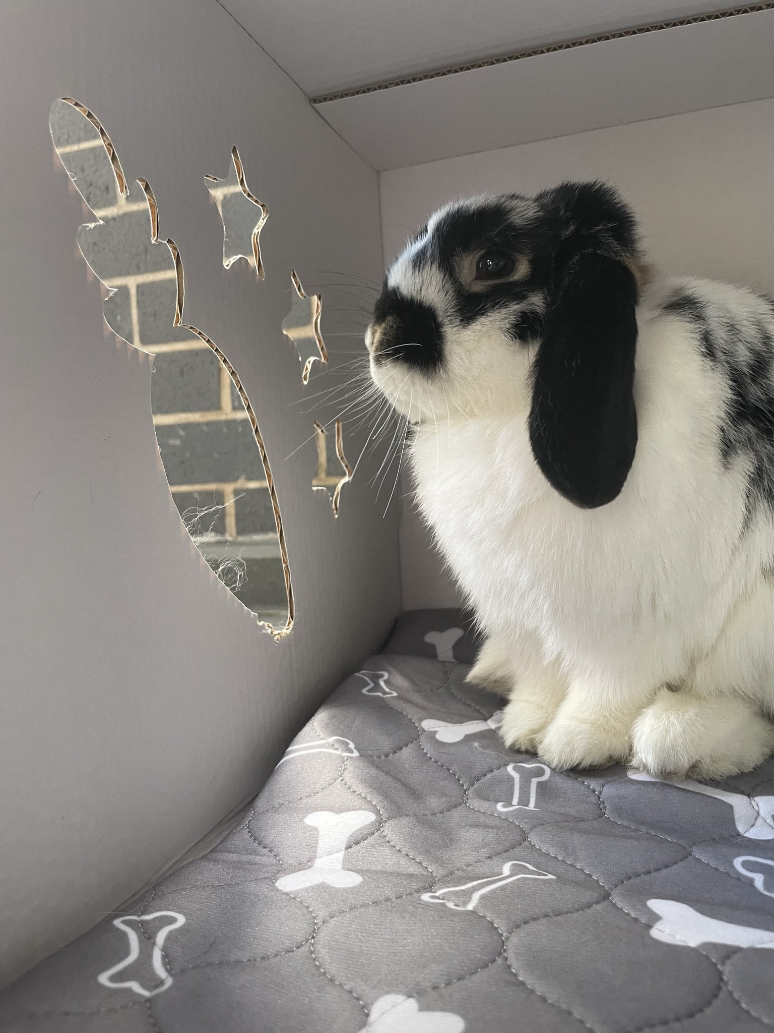 Bunny Hidey House - Etsy Australia