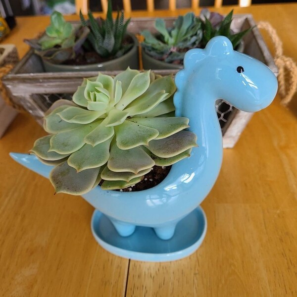 Dinosaur Planter - Etsy