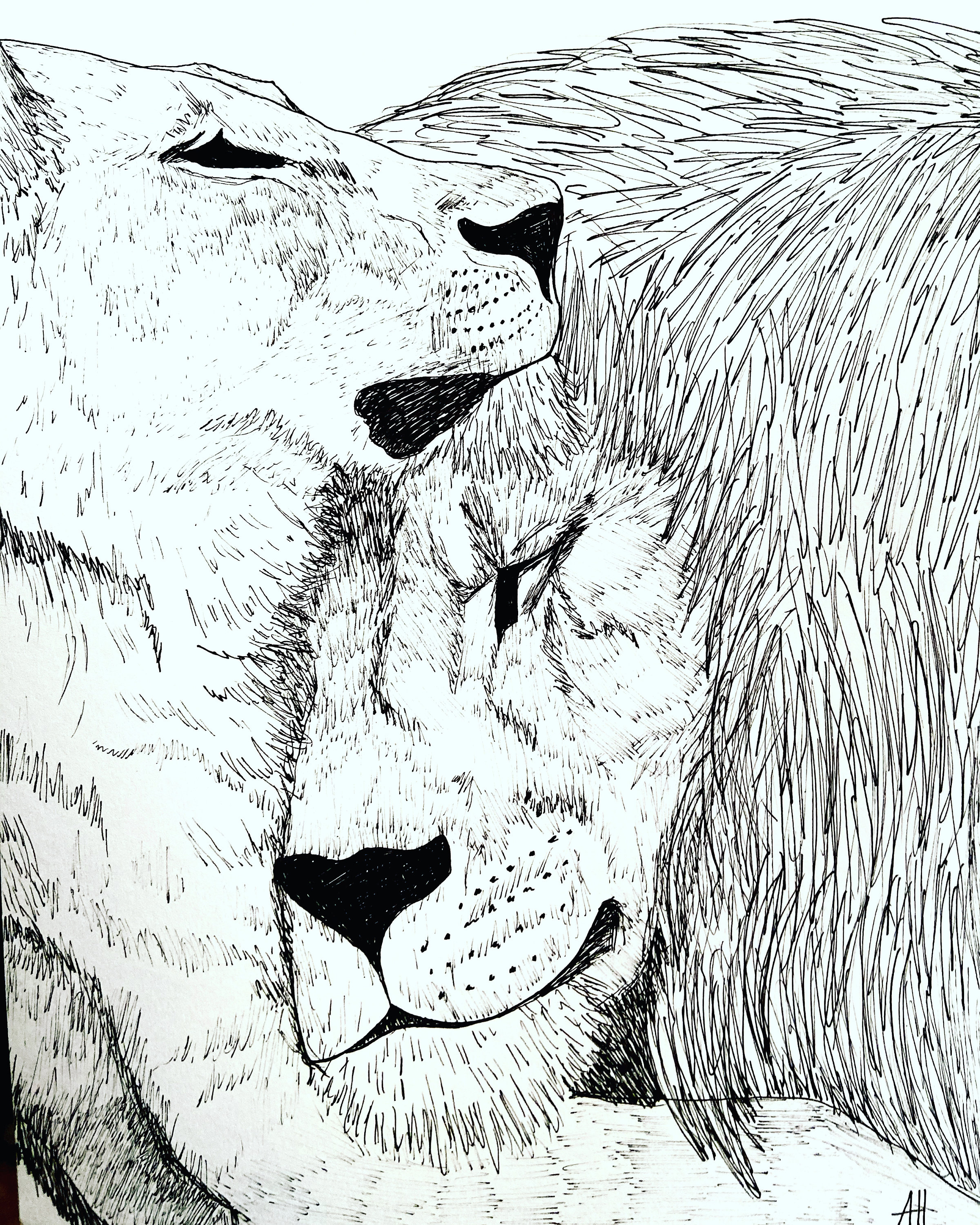 Lion and Lioness Art Print - Etsy