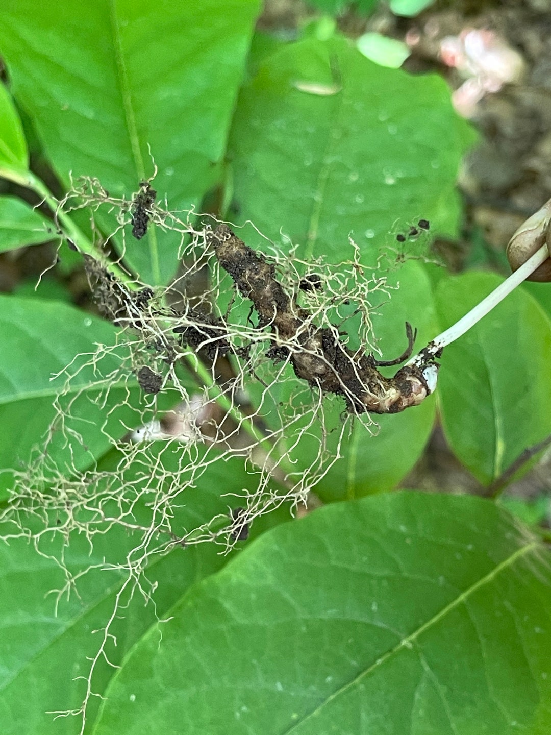 10 Wild Yam dioscorea Villosa Roots / Bulbs - Etsy