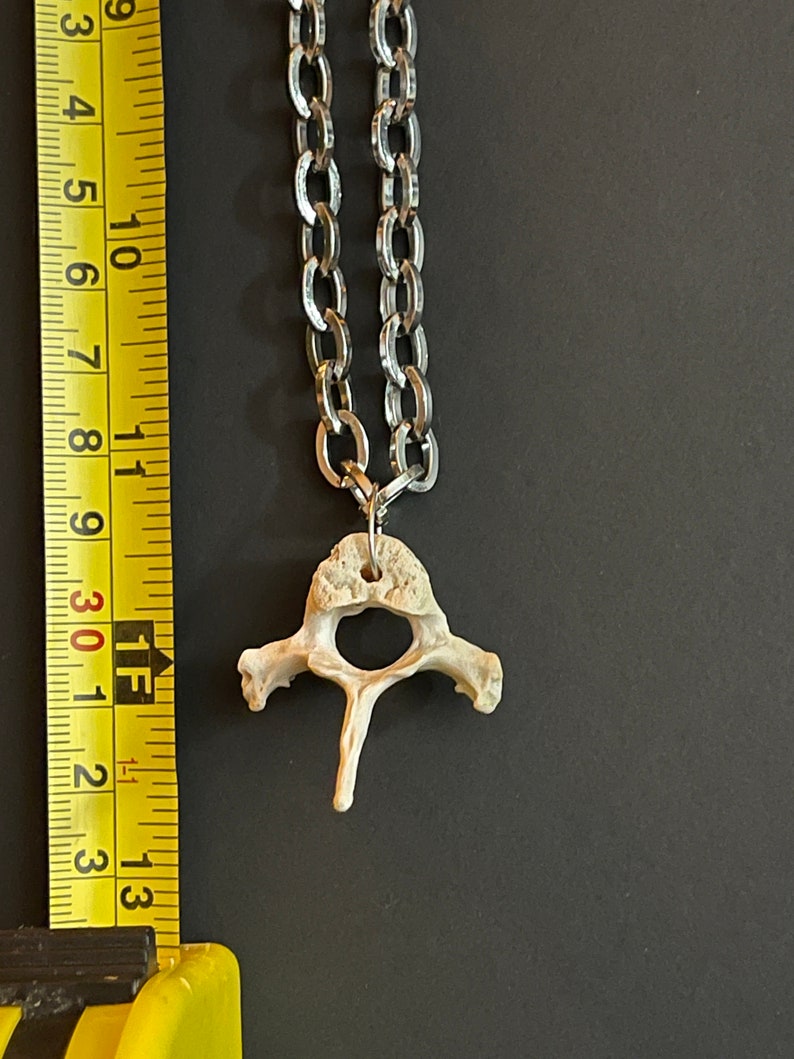 Vertebra Spine Bone Raccoon Quartz Silver Chain Necklace Jewelry - Etsy