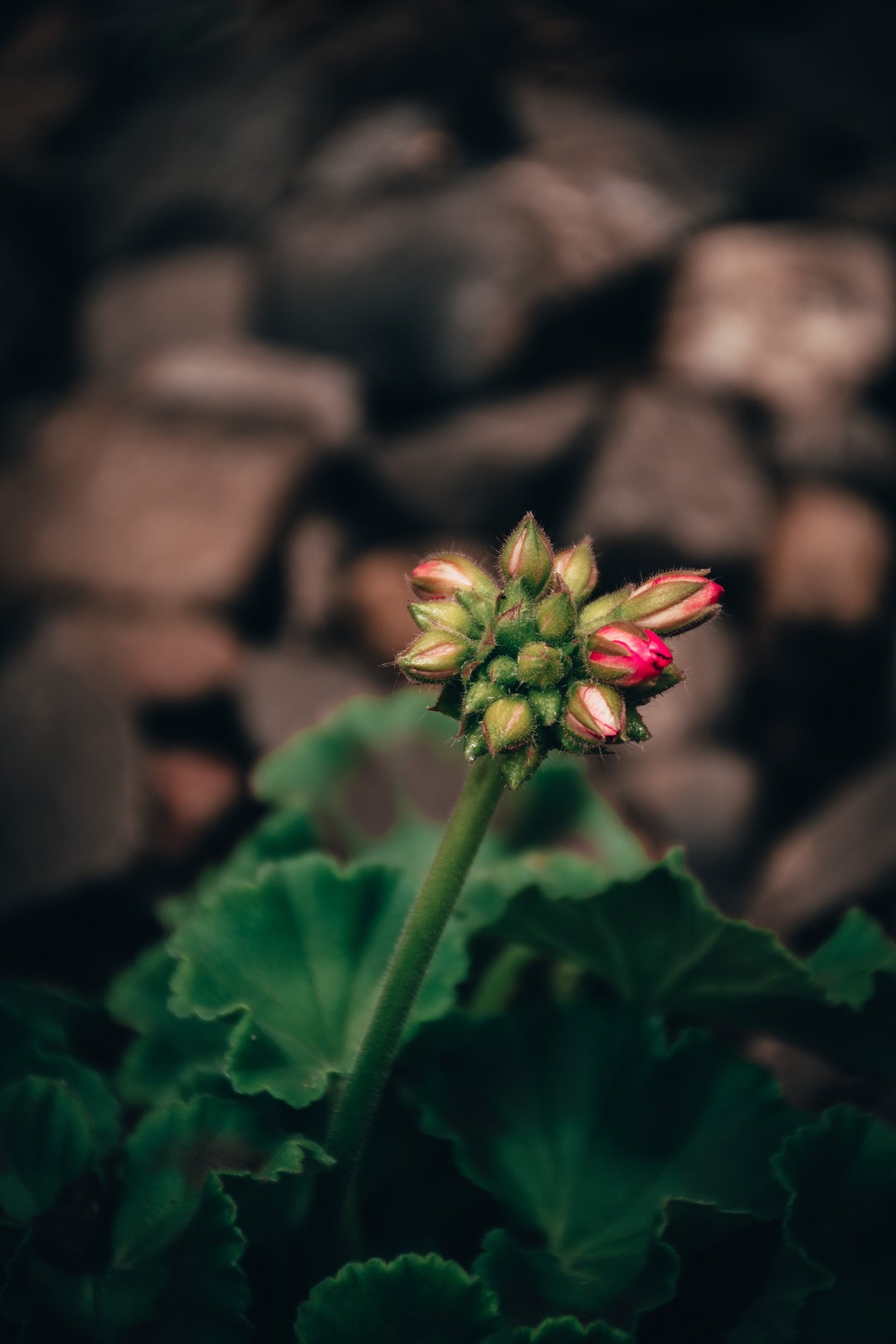 Sweet Geranium | Geranium | Spring | Flowers | Macro | Beauty | Nature ...