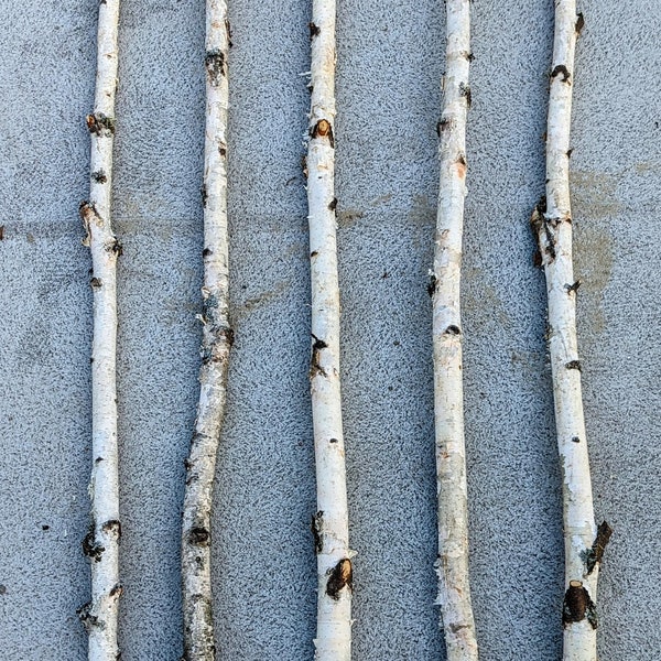 Birch Poles - Etsy