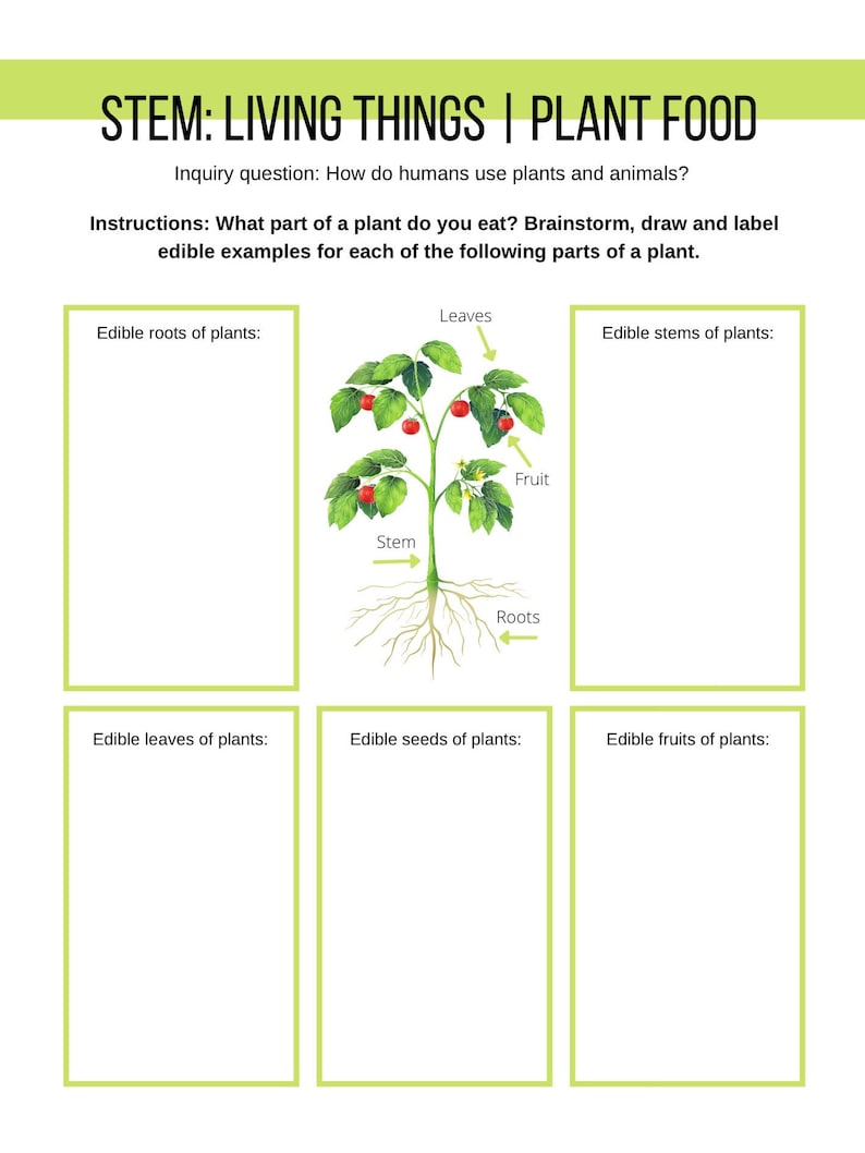 Elementary STEM Learning for Plants - Etsy