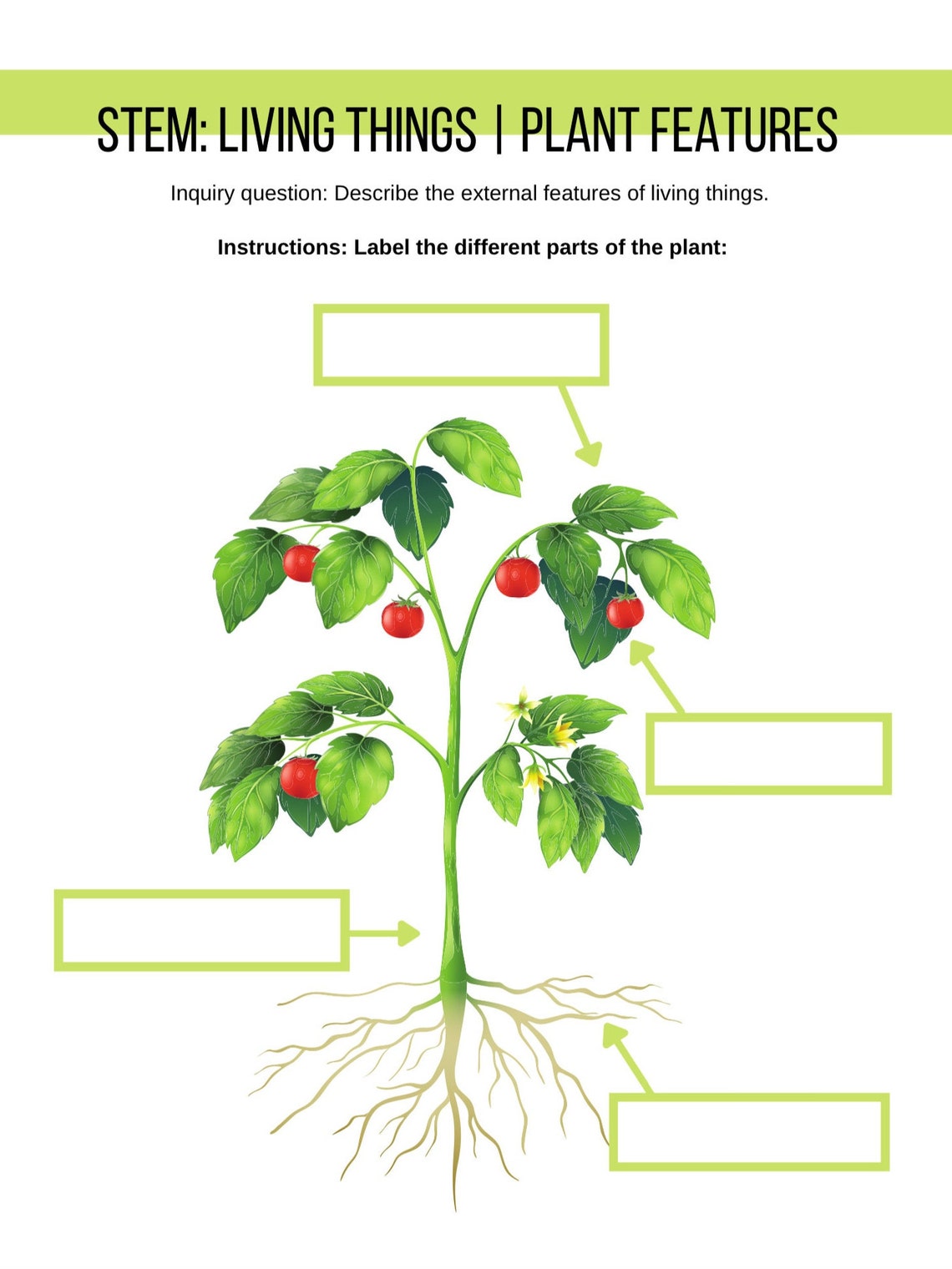 Elementary STEM Learning for Plants - Etsy