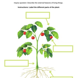 Elementary STEM Learning for Plants - Etsy