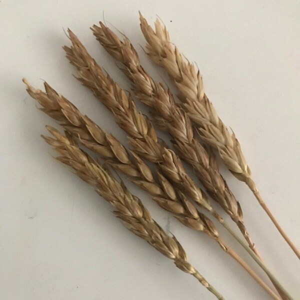 Dried Wheat - Etsy