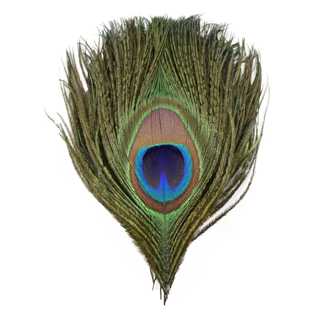 1 X Real Peacock Feather (eye) | 10-15cm (4-6 Inch) | UK | Craft ...