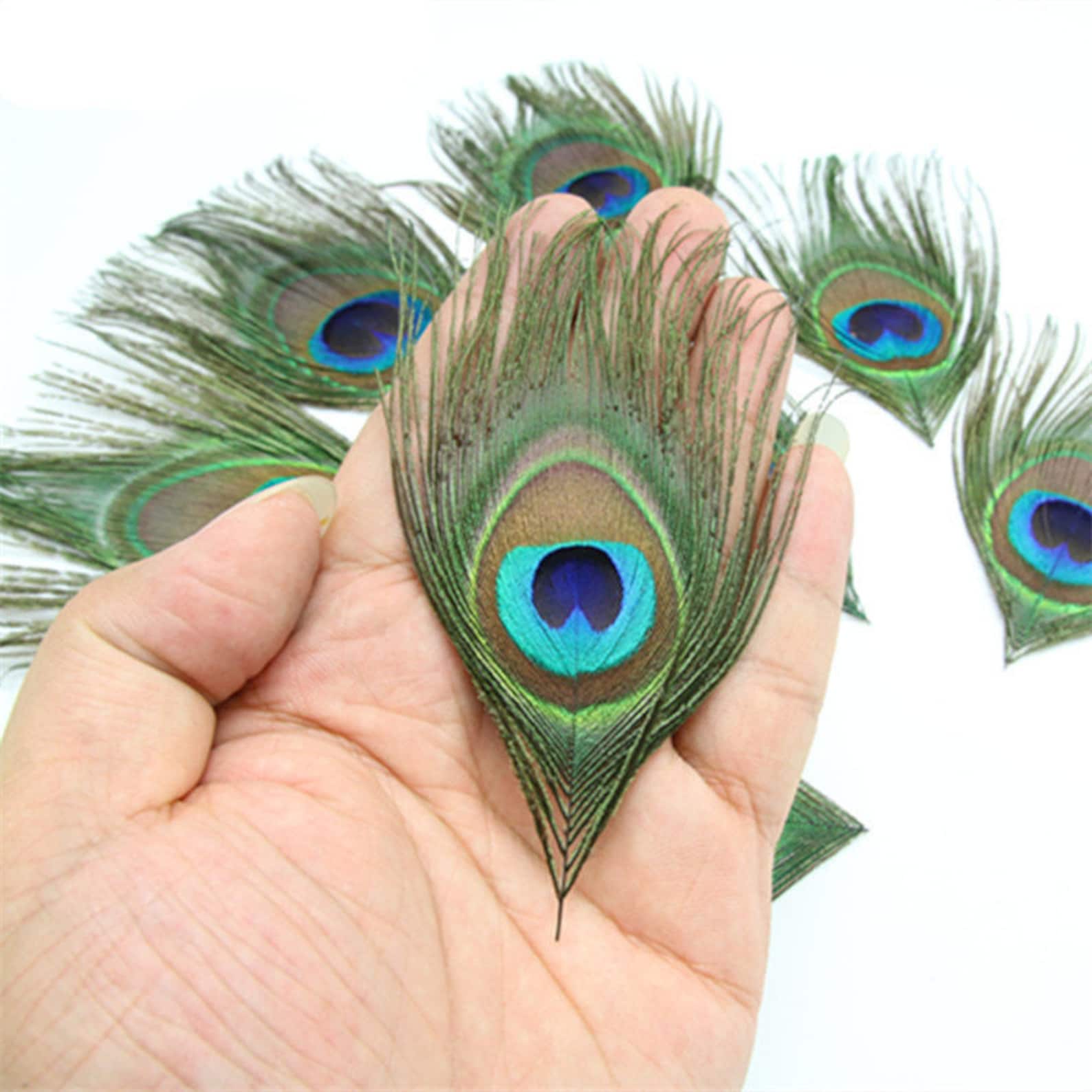Peacock Feather eye 10-15cm 4-6 Inch UK Craft - Etsy