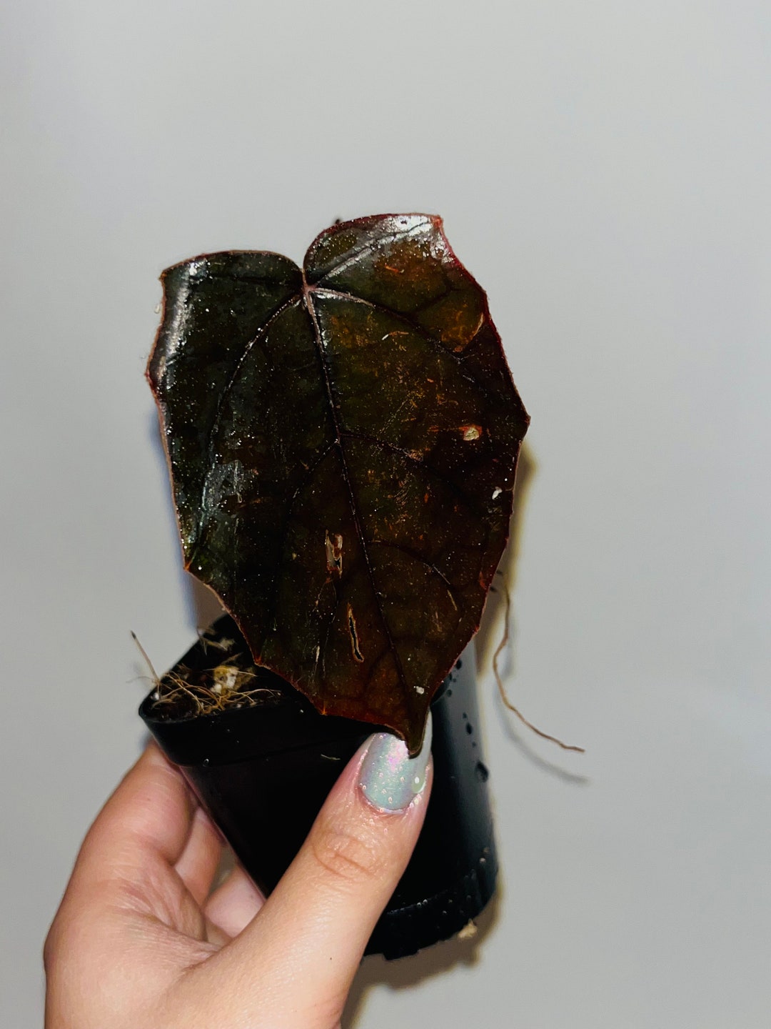 Piper Batman / Pterisanthes Batman Plant - Etsy