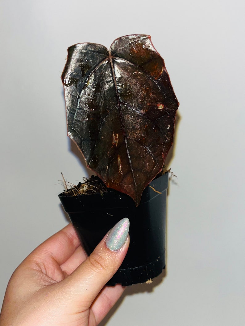 Piper Batman / Pterisanthes Batman Plant - Etsy